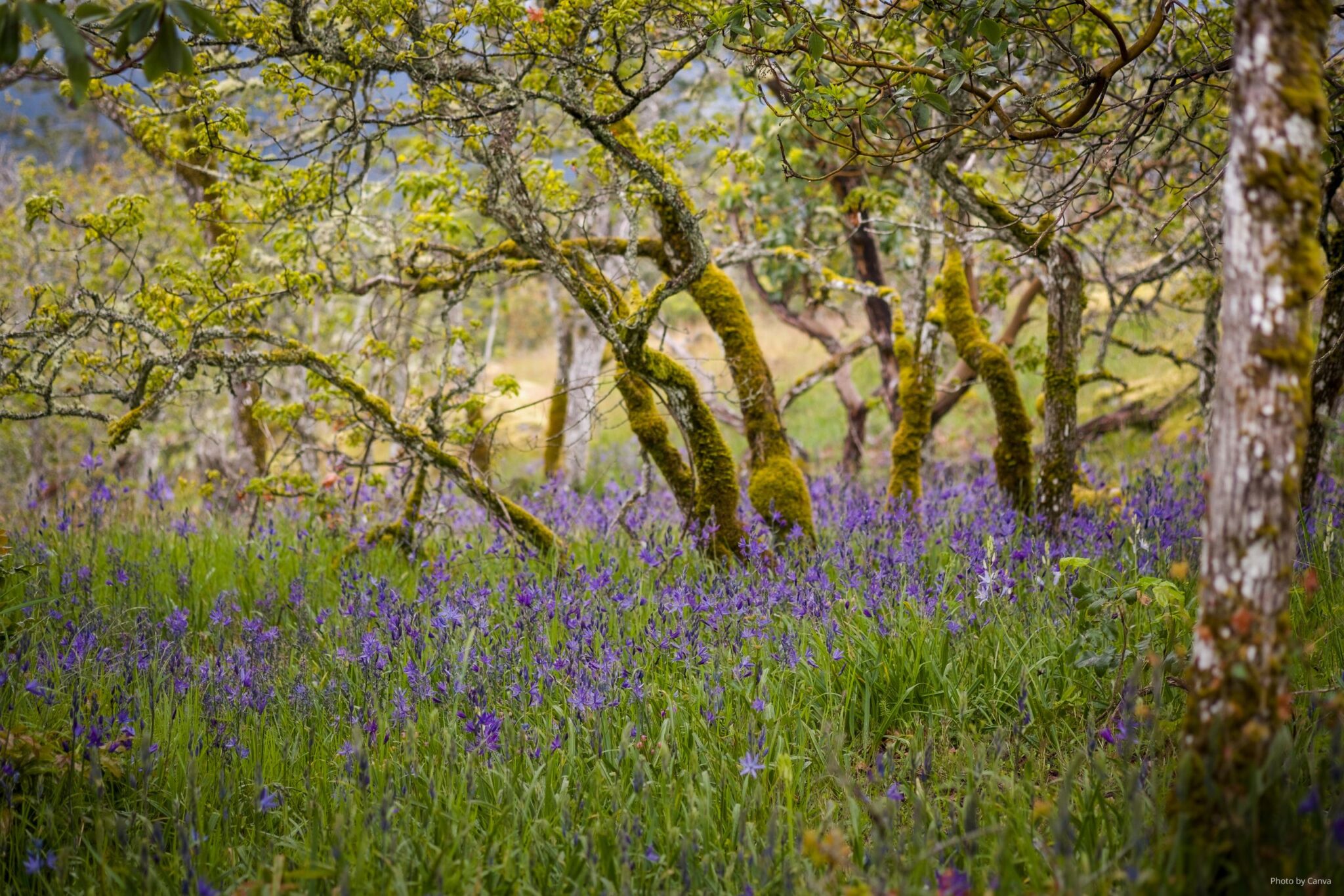 Georgia Depression Ecoprovince - Sierra Club BC