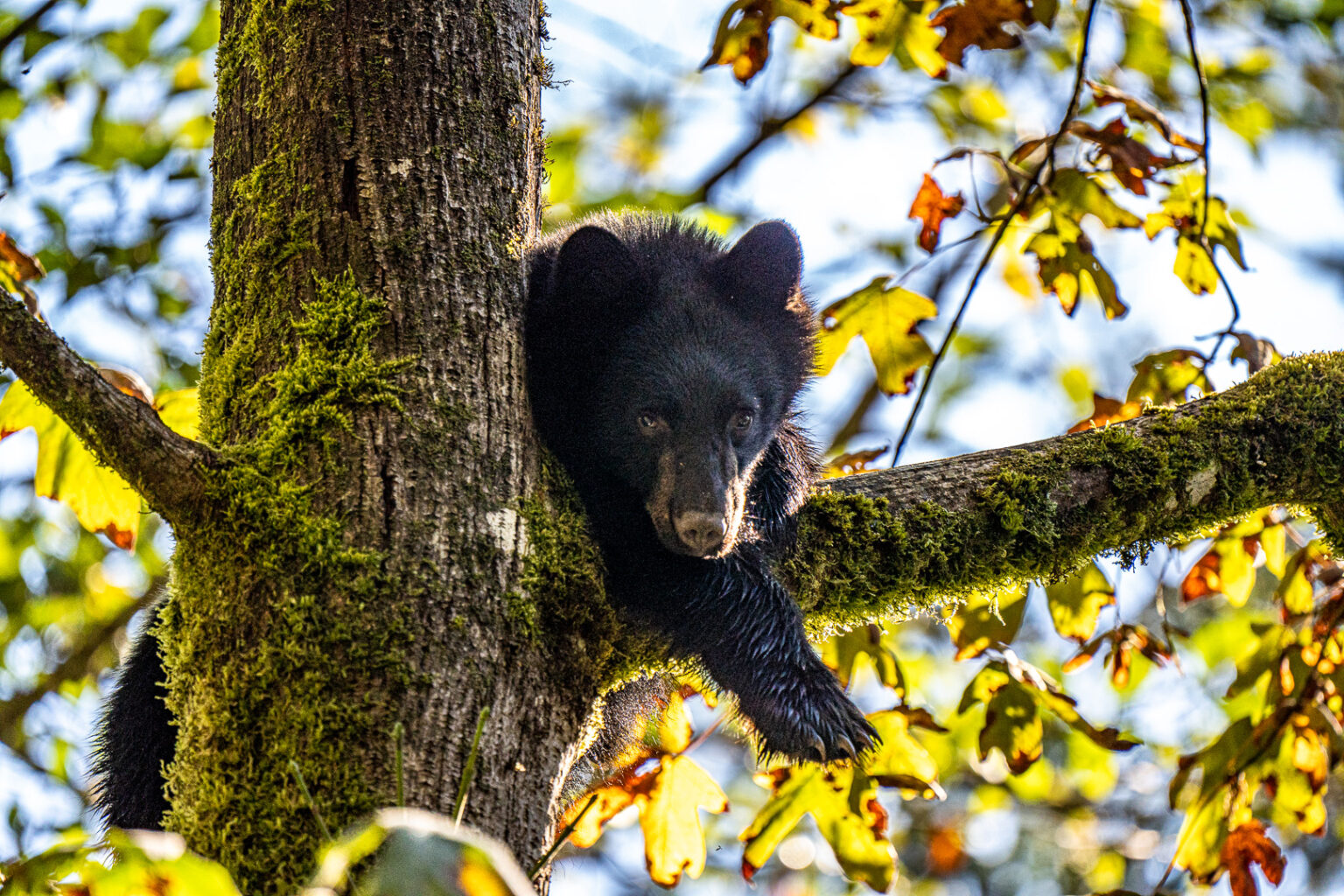 BC closer to protecting critical bear den habitat - Sierra Club BC