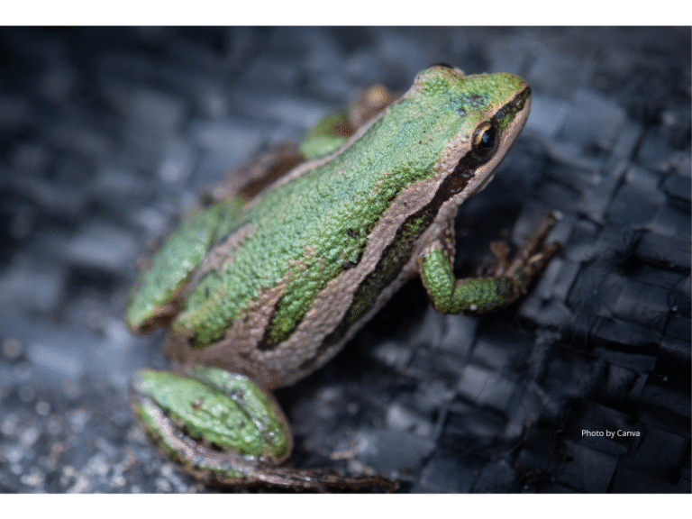Boreal Chorus Frog - Sierra Club BC