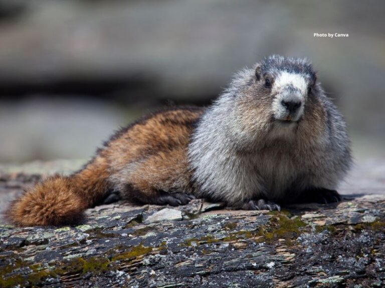 Hoary Marmot - Sierra Club BC