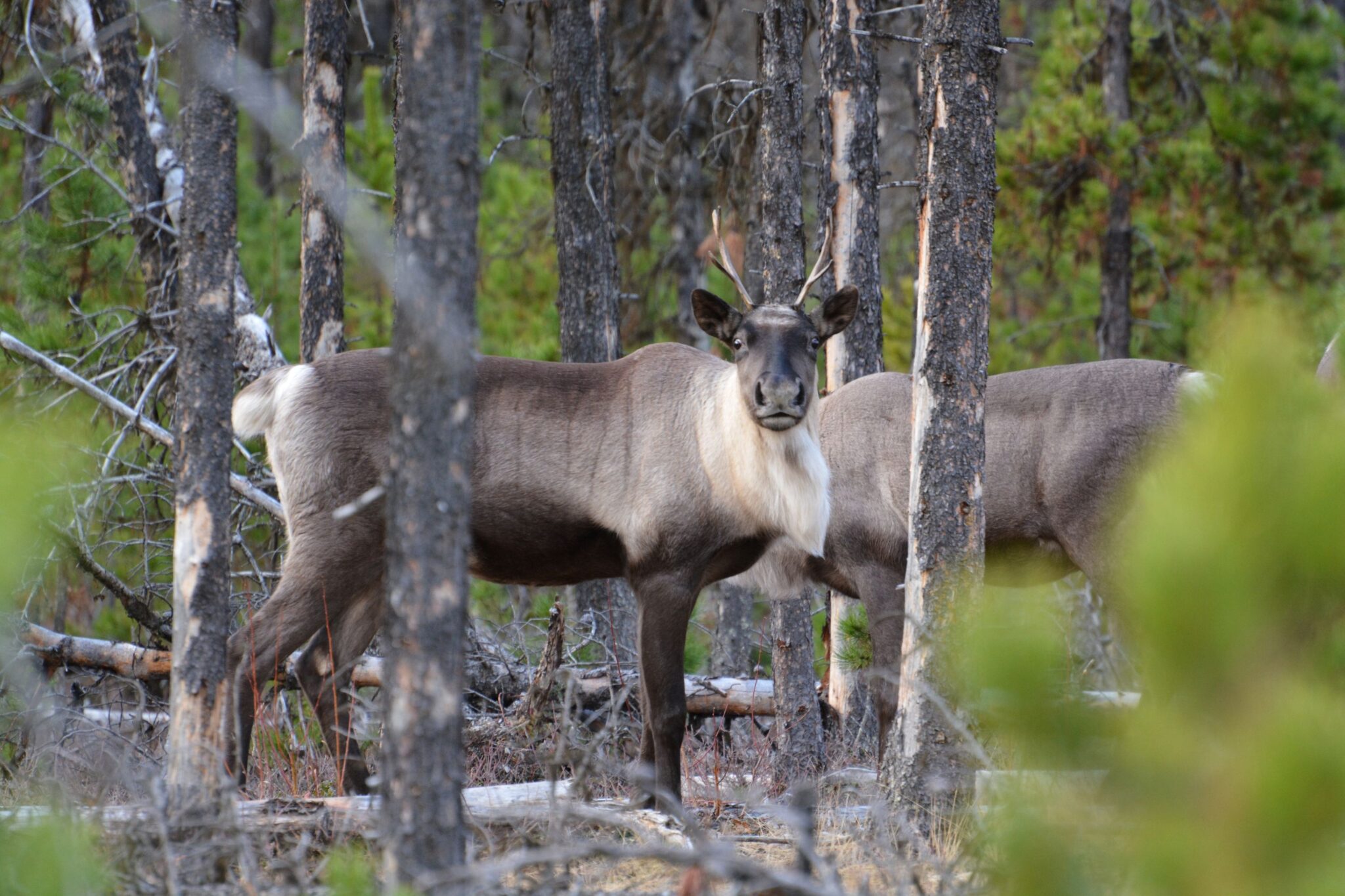 Safeguarding biodiversity in British Columbia - Sierra Club BC