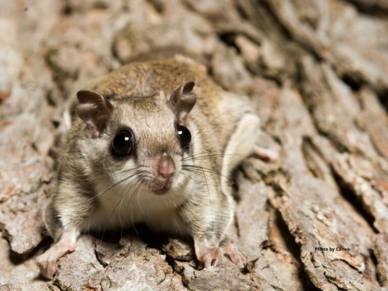 Northern Flying Squirrel - Sierra Club BC