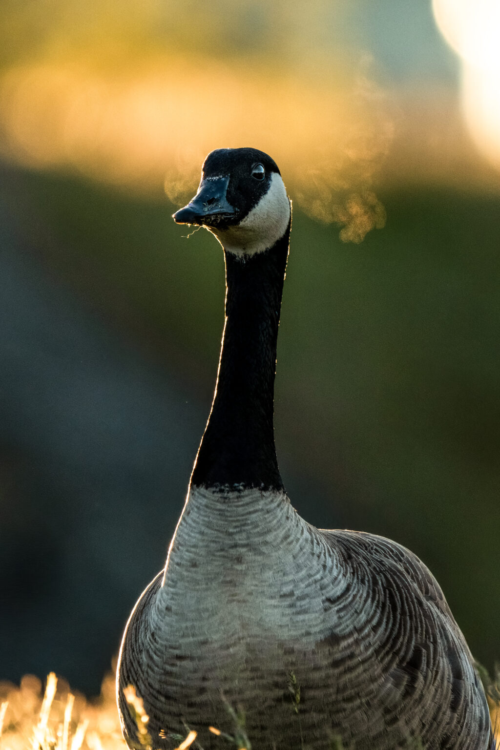 S’amunu (Somenos Marsh) worksheet for kids - Sierra Club BC