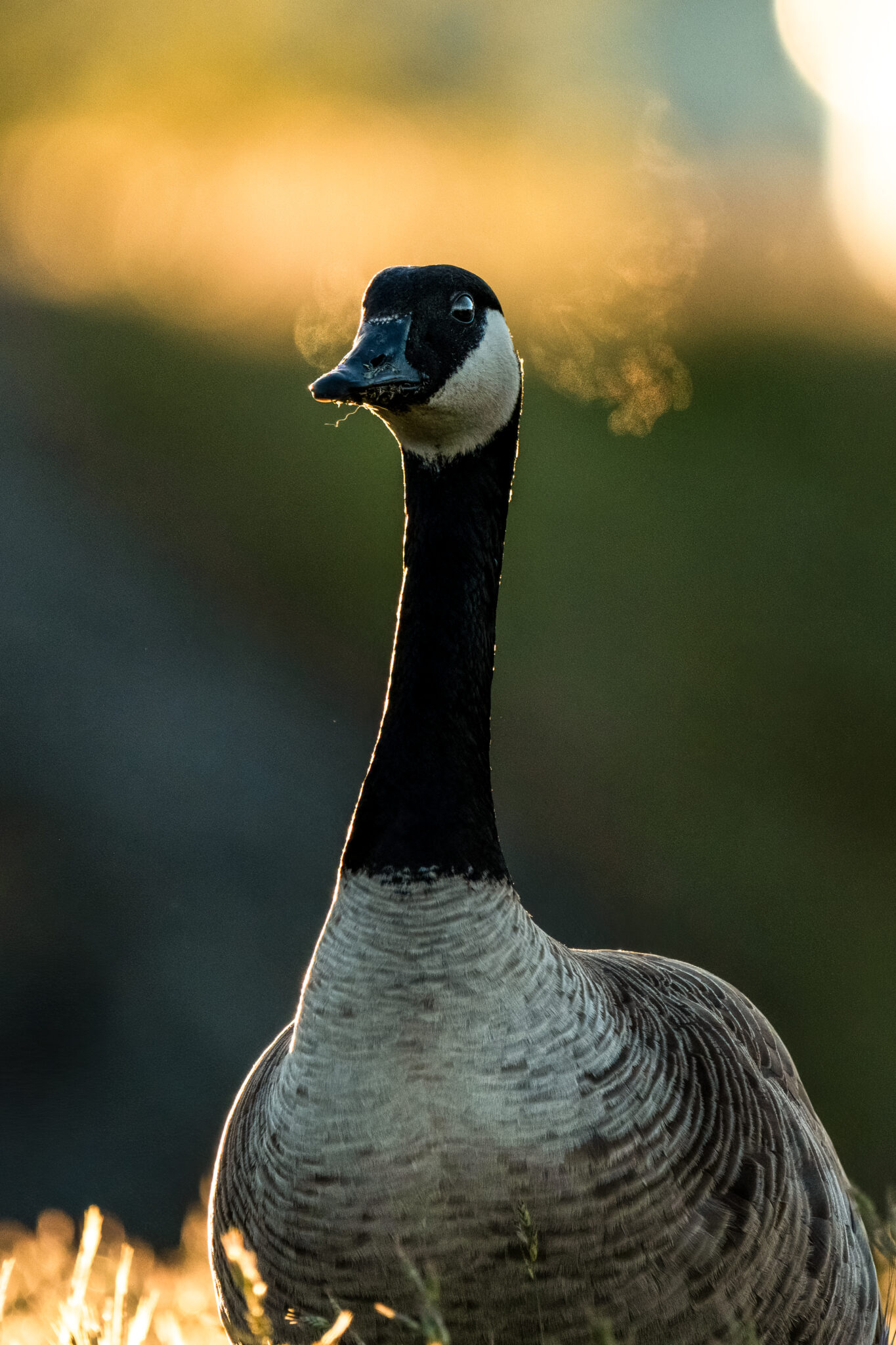 S’amunu (Somenos Marsh) worksheet for kids - Sierra Club BC