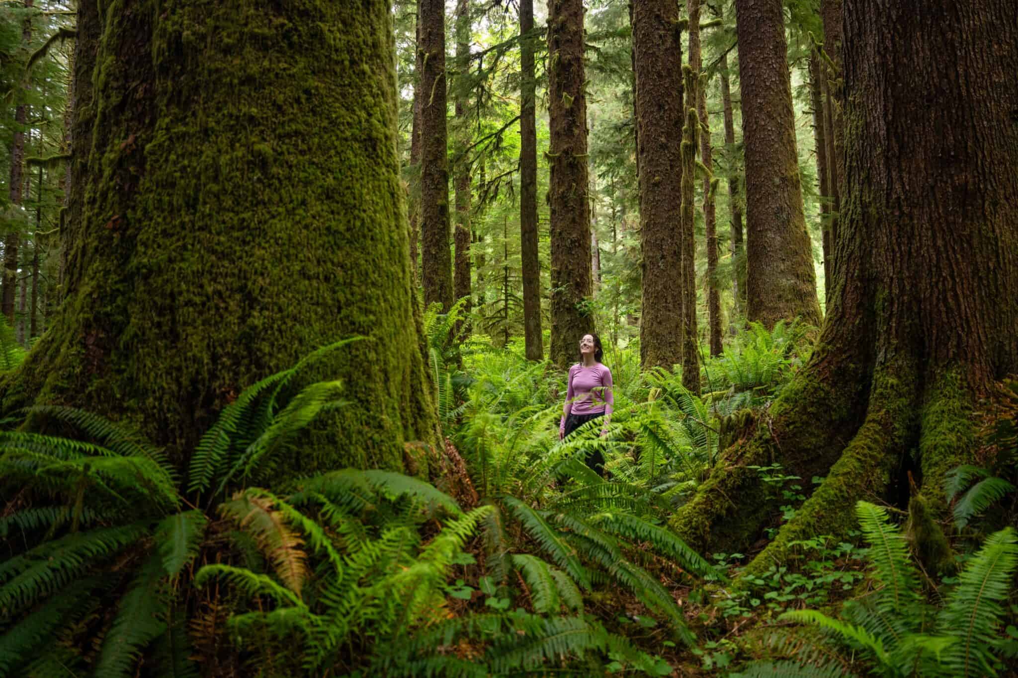 Intact Forests, Safe Communities Report - Sierra Club BC