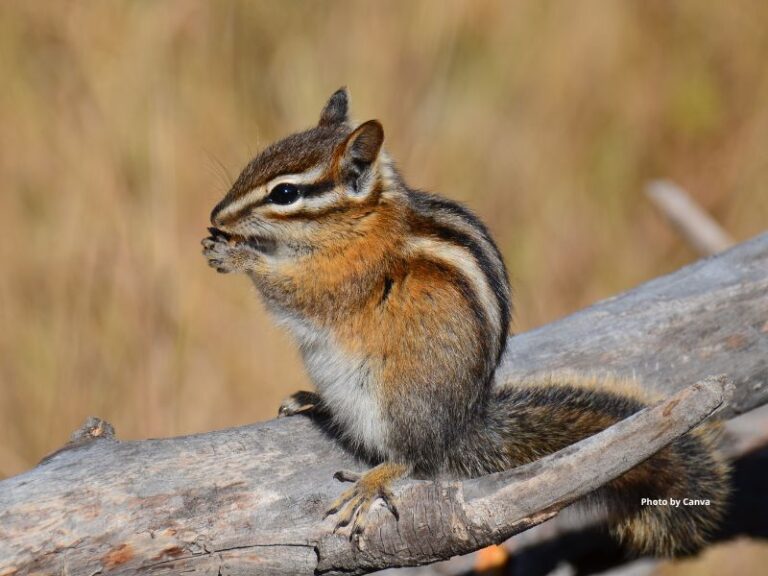 Least Chipmunk - Sierra Club BC