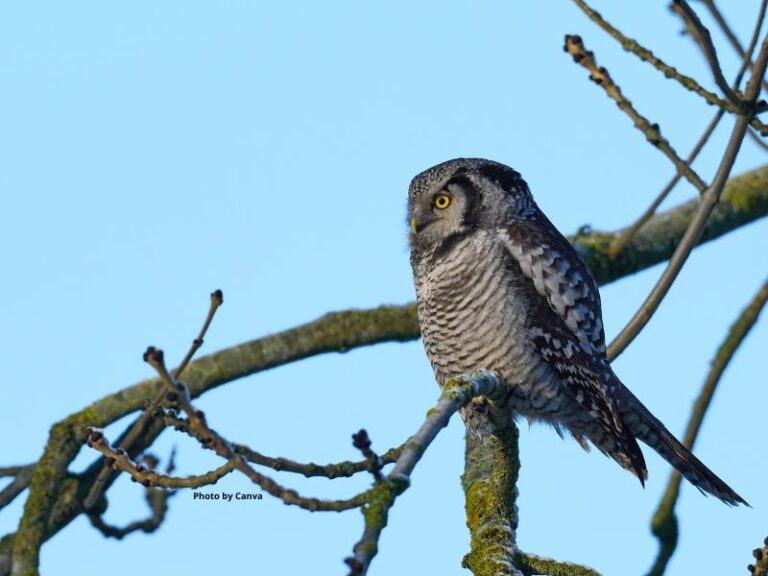 Northern hawk owl - Sierra Club BC