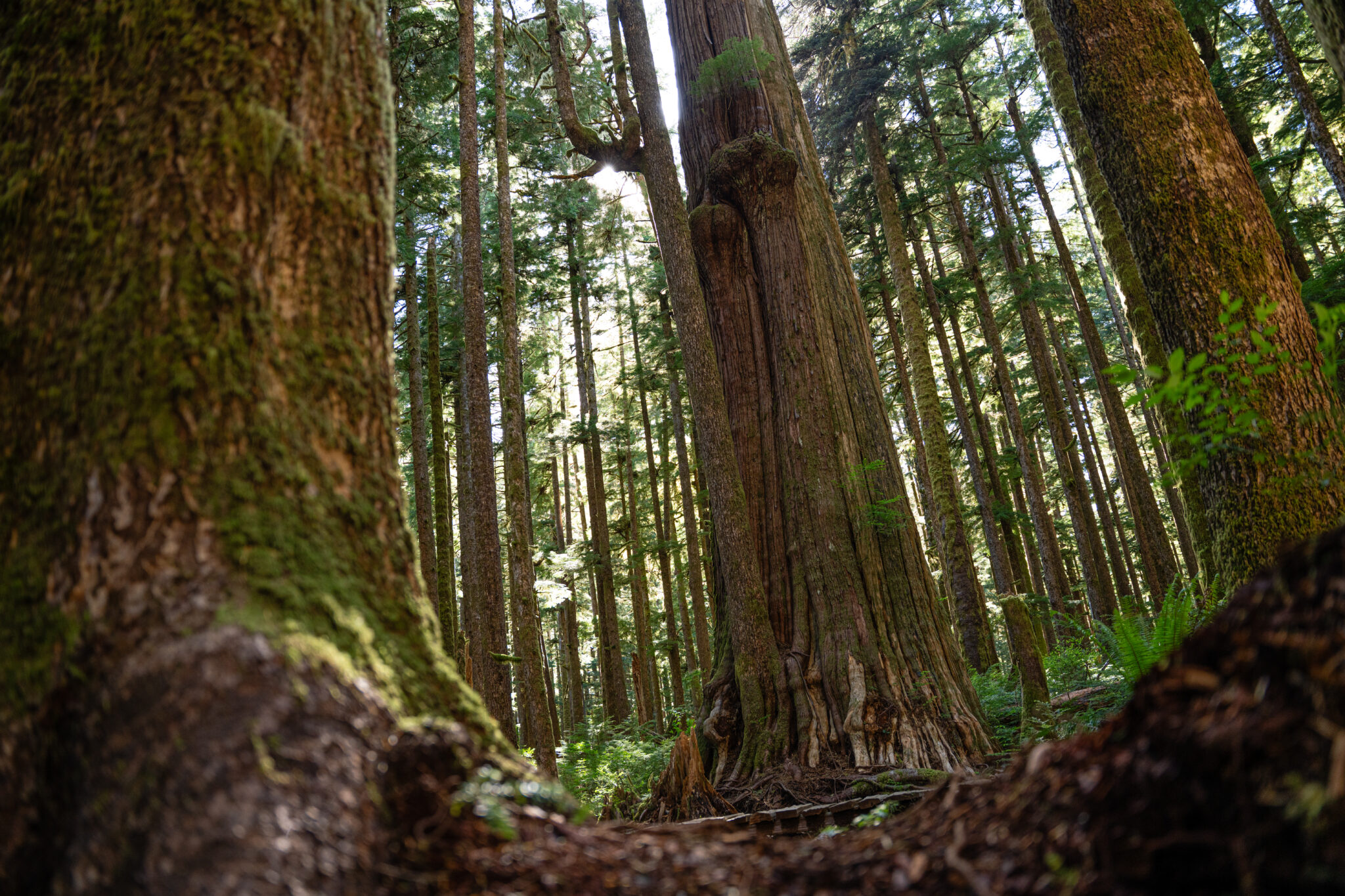 Looking closely at Industry’s “Forestry is a Solution” campaign ...