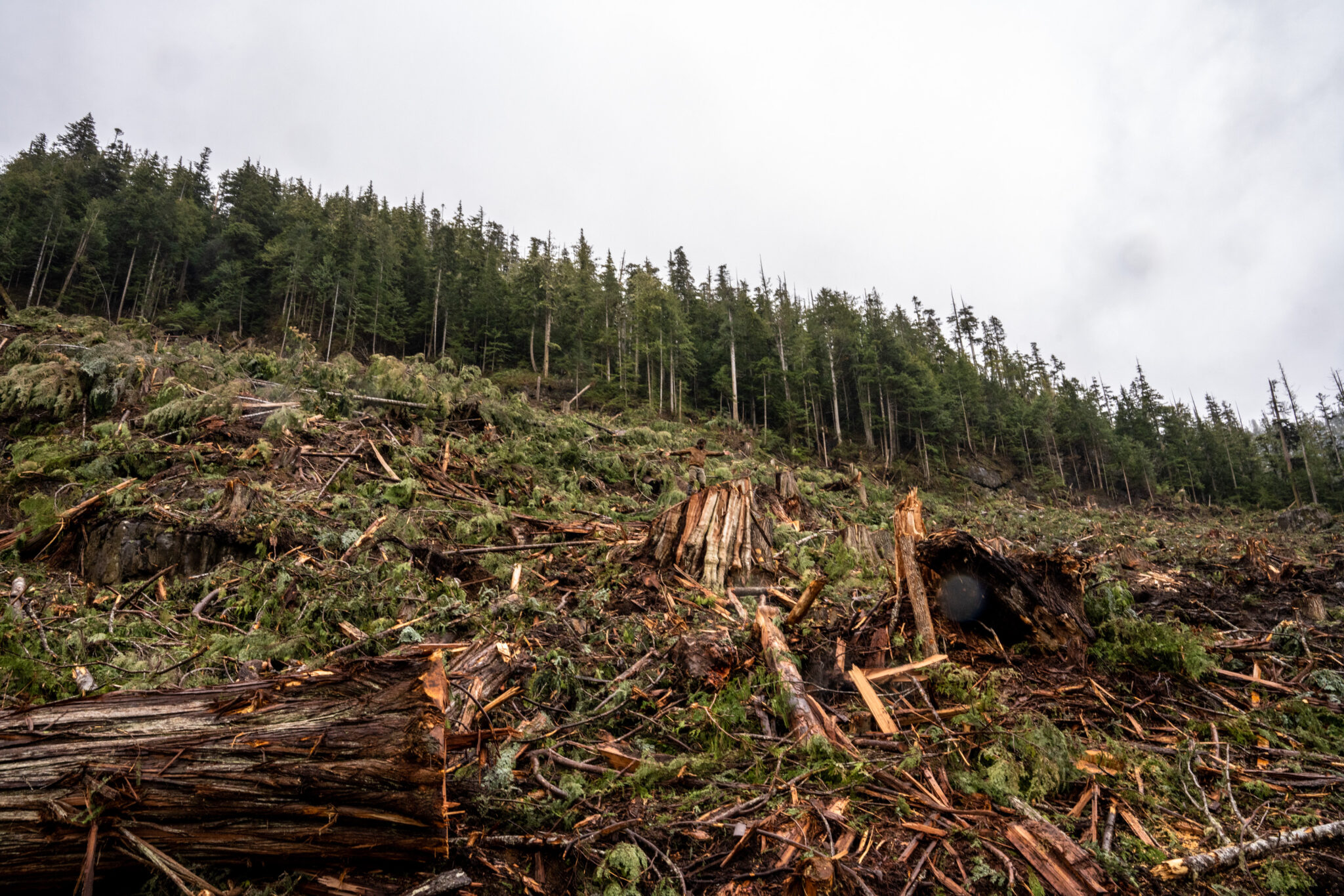 Sierra Club BC: Forests in BC are entering uncharted territory - Sierra ...